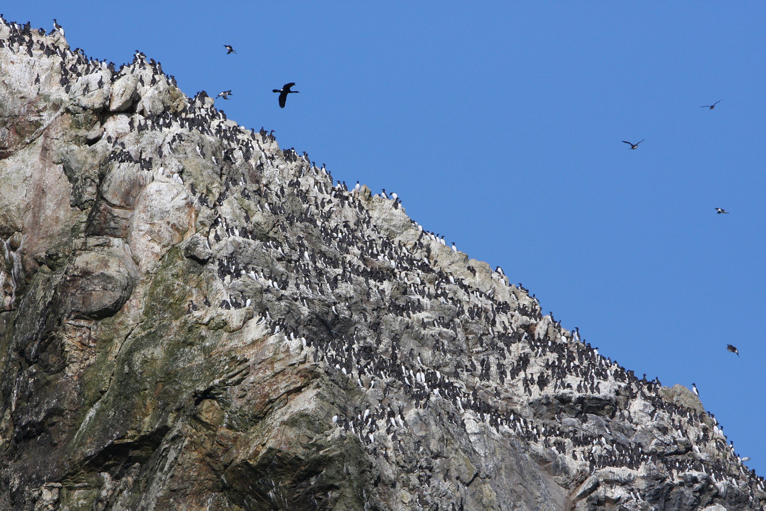 What about Common Murres? | MERS Marine Education & Research Society