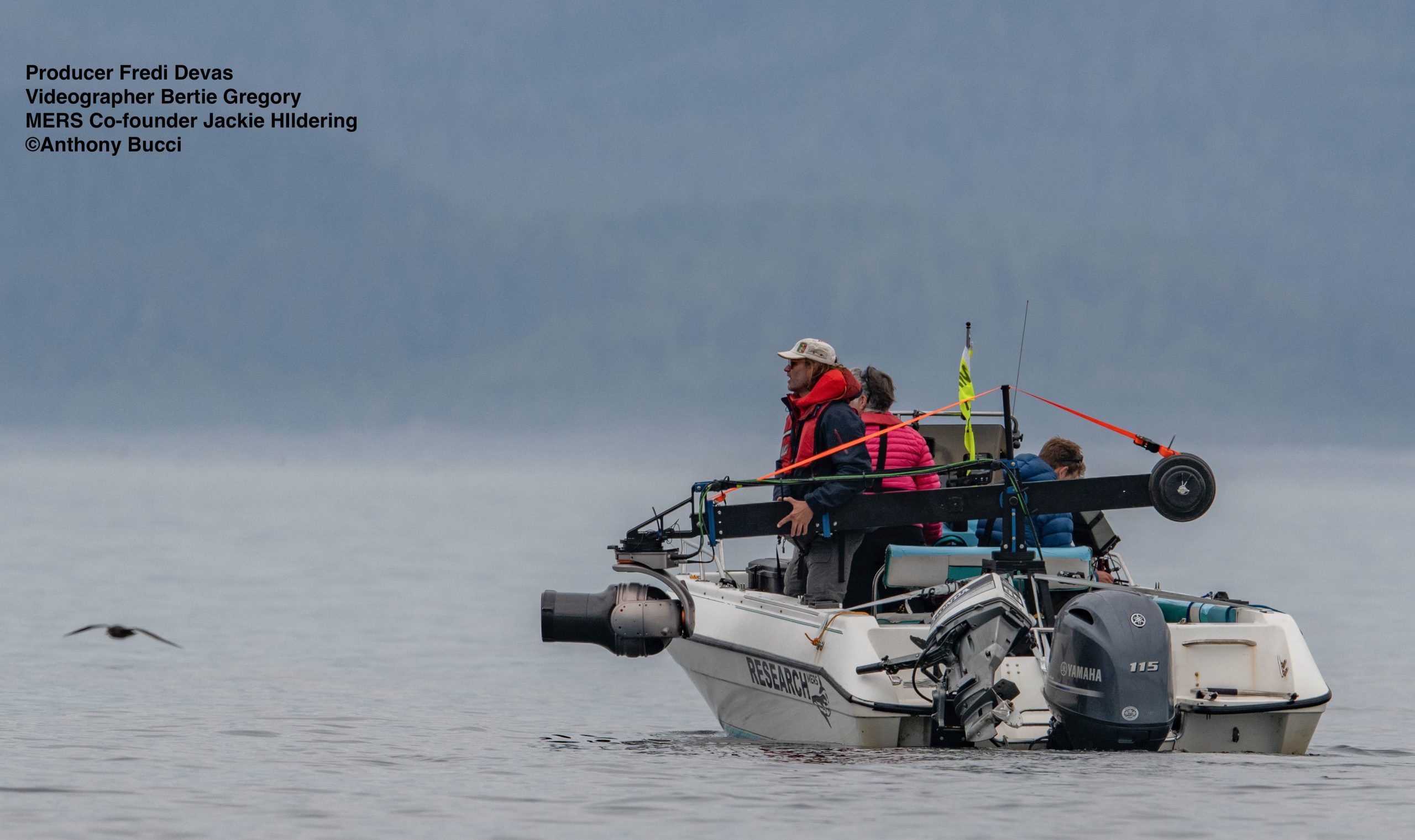 The Minke Whale Named Volcano | MERS Marine Education & Research Society